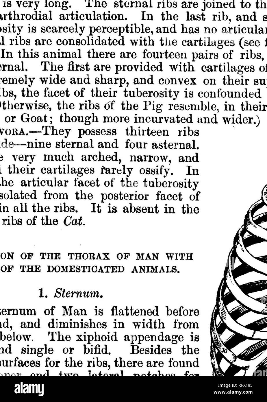 Borders of scapula Black and White Stock Photos & Images - Alamy