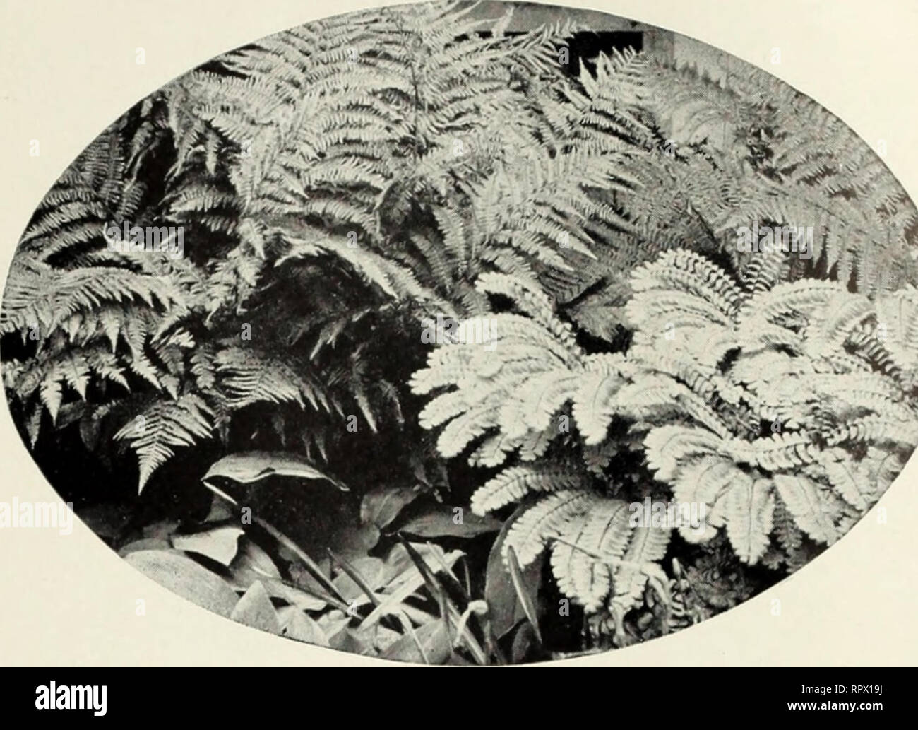 . The Aiken Nurseries : hardy wildflowers perennials, ferns. Plants ...