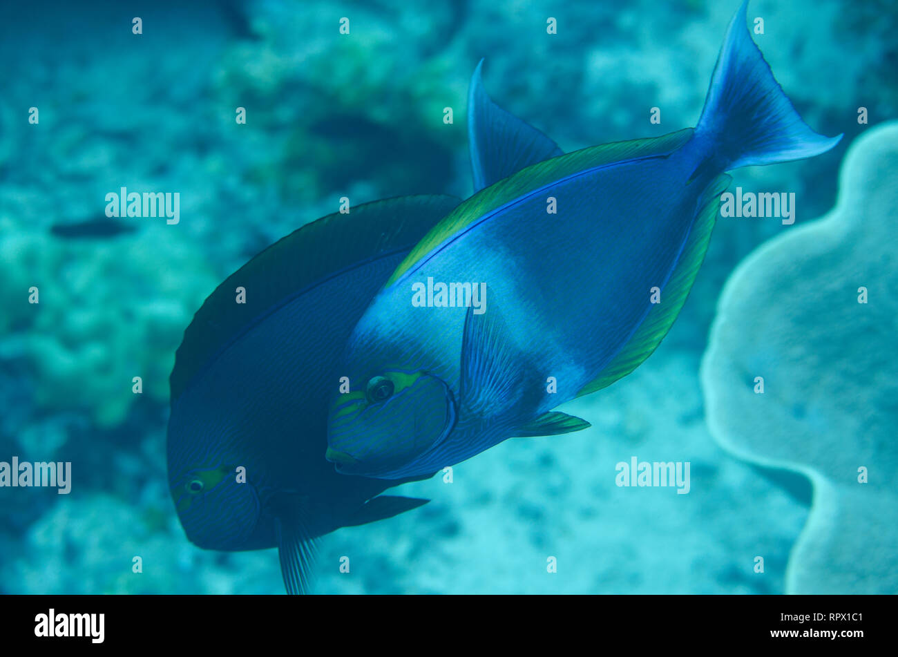 Yellowmask Surgeonfish, Acanthurus mata, pair courting and flashing ...