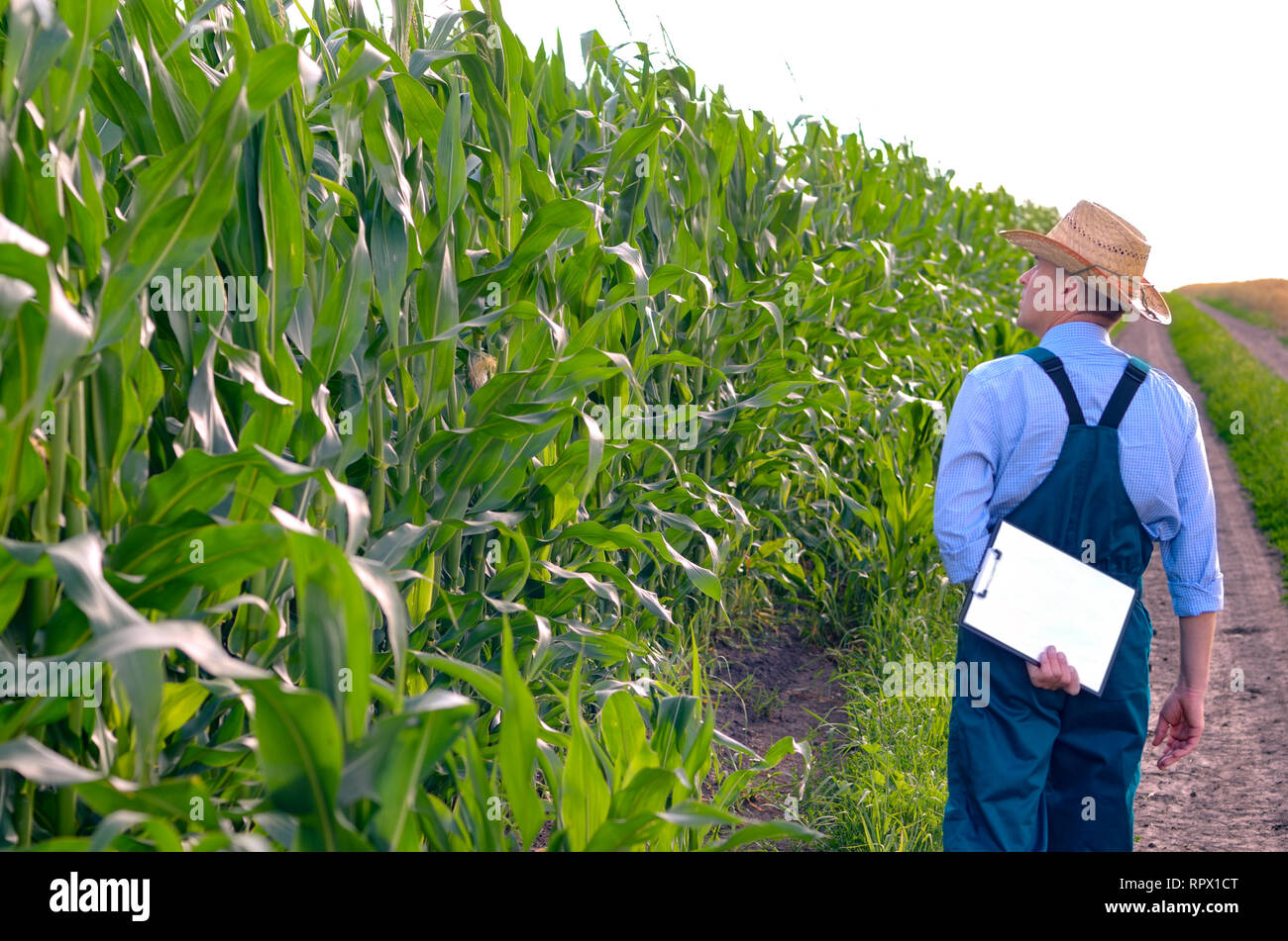 Farmer with clipboard inspecting corn at field Stock Photo - Alamy