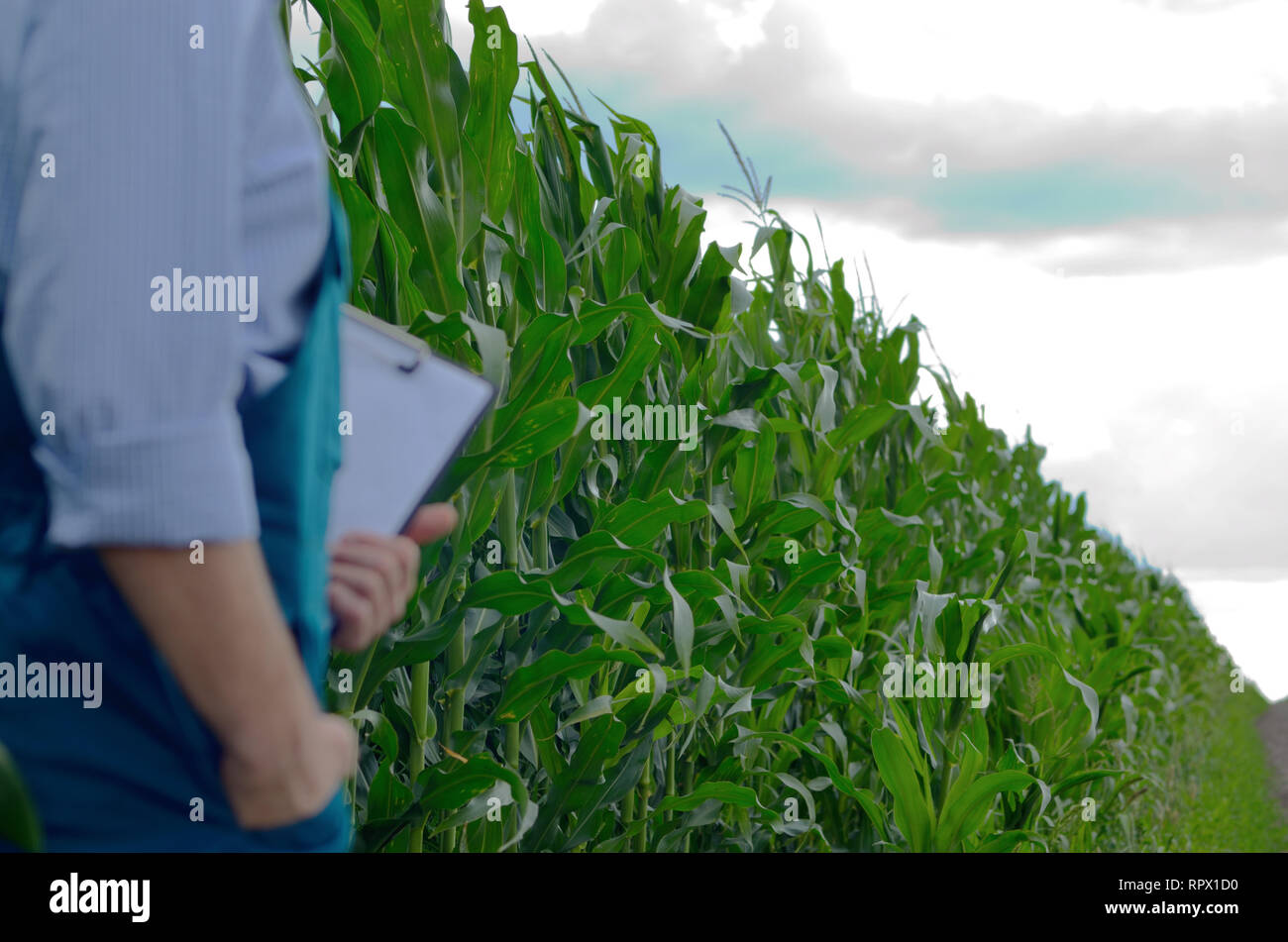 Farmer with clipboard inspecting corn at field Stock Photo - Alamy
