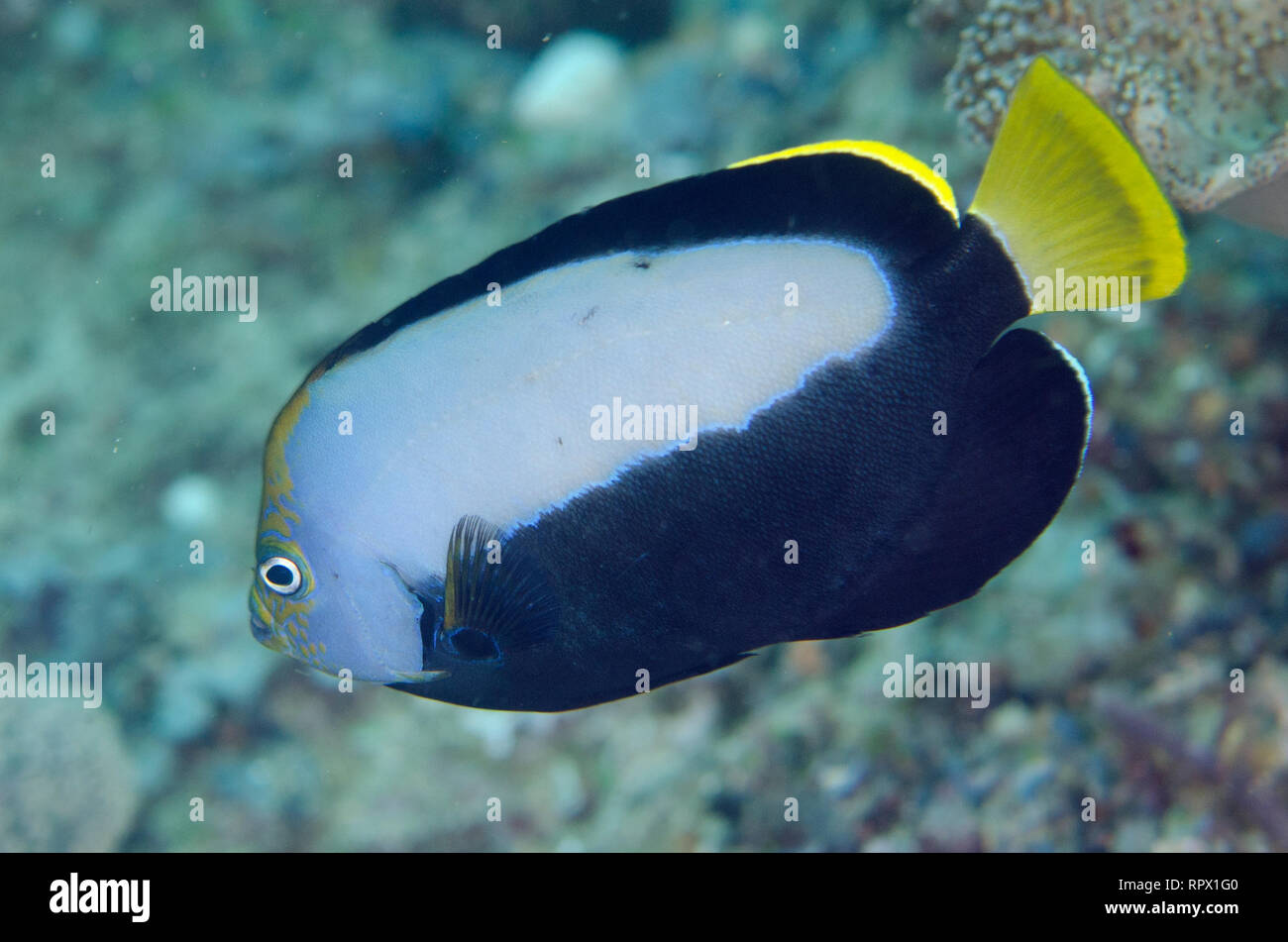 Black Velvet Angelfish, Chaetodontoplus melanosoma, Channel Island dive ...