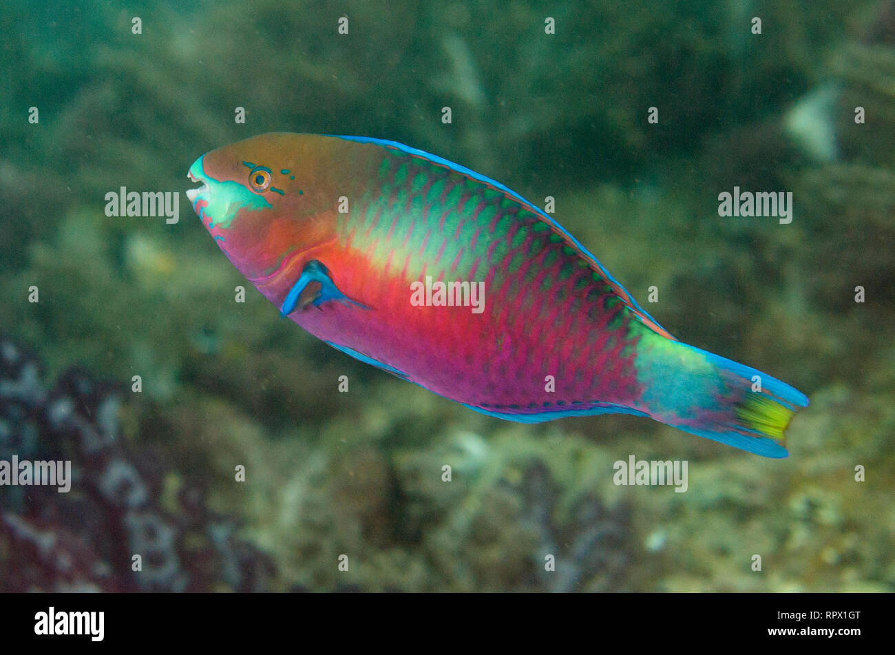 Quoy's Parrotfish, Scarus quoyi, Channel Island dive site, Waigeo ...