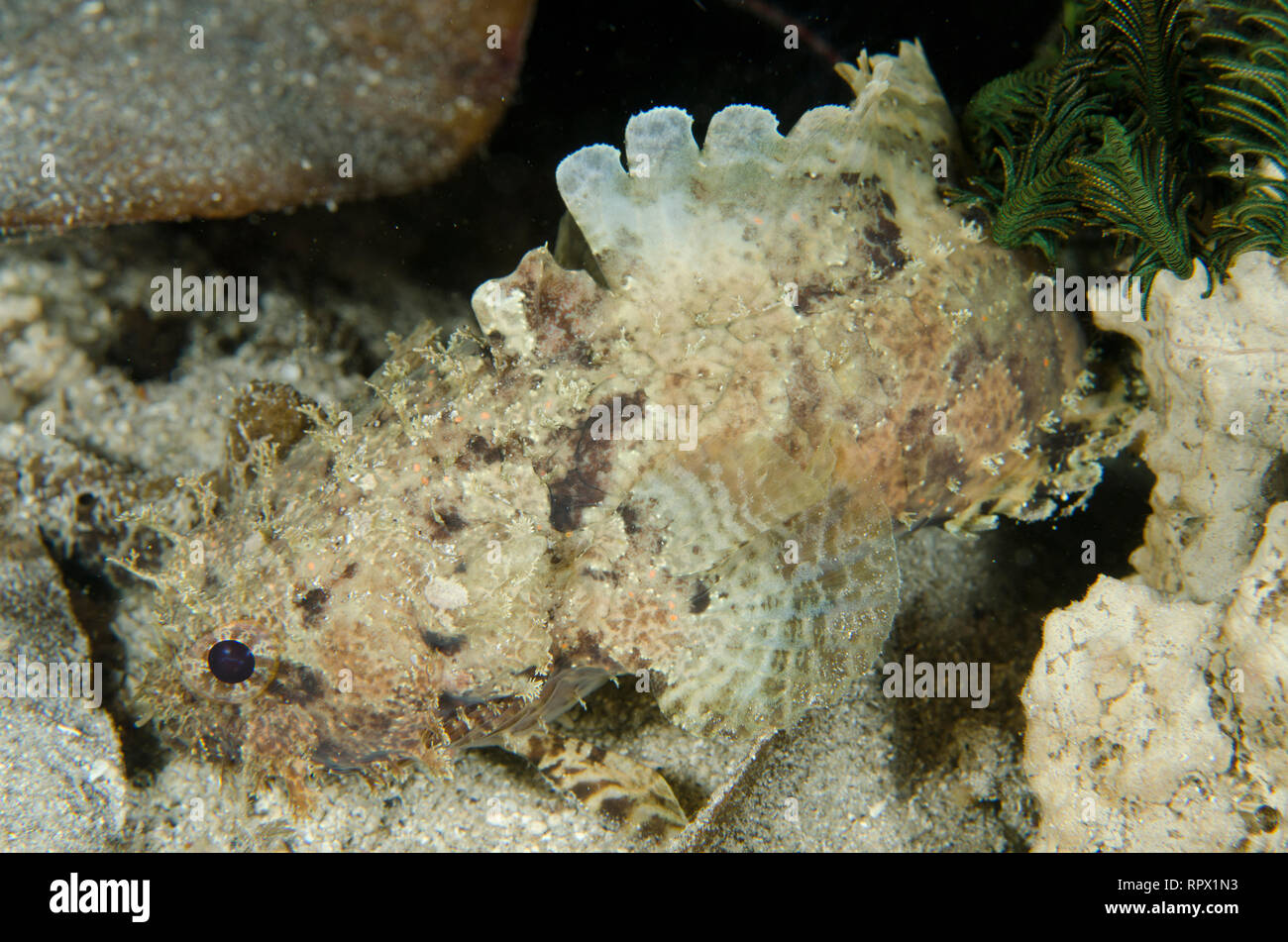 Banded Toadfish, Halophyme diemensis, Night dive, Cendana Fuel Dump ...