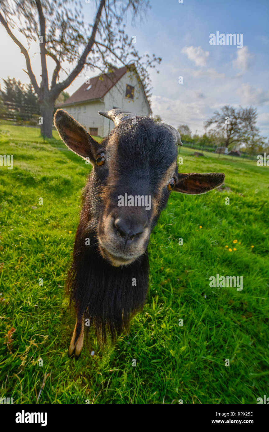 Baby goat in french hi-res stock photography and images - Alamy