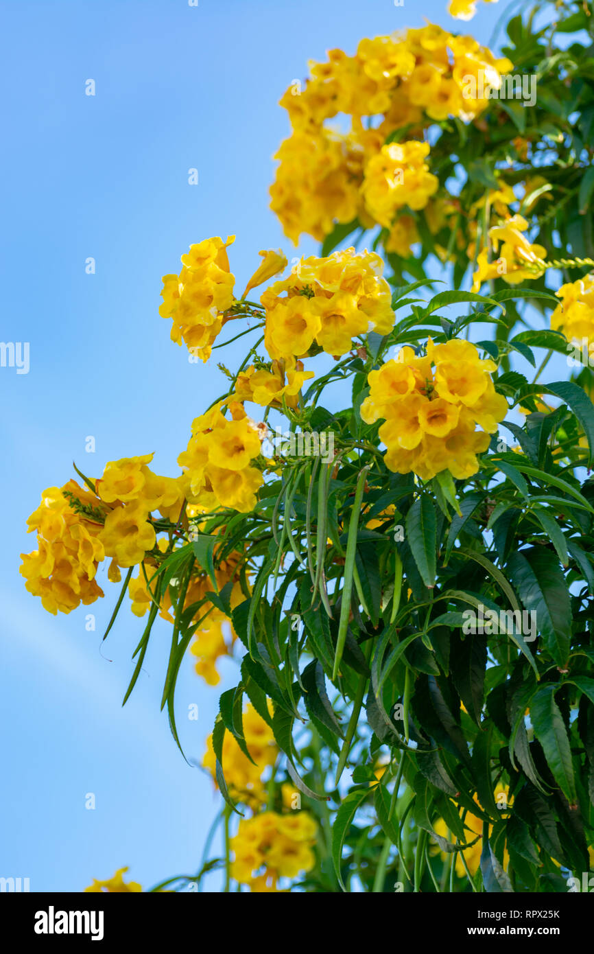 Yellow Tropical Flowers Plumeria