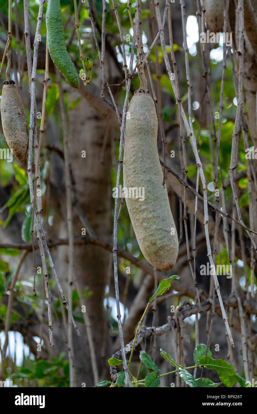 Kigelia pinnata hi-res stock photography and images - Alamy