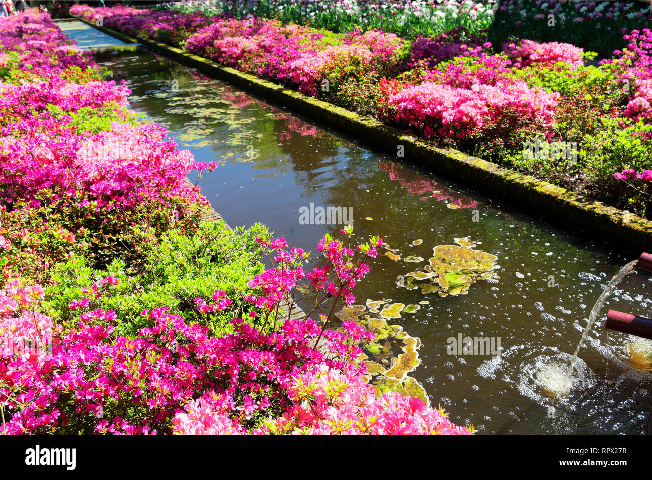 Spring garden bed blooming rhododendron hi-res stock photography and ...
