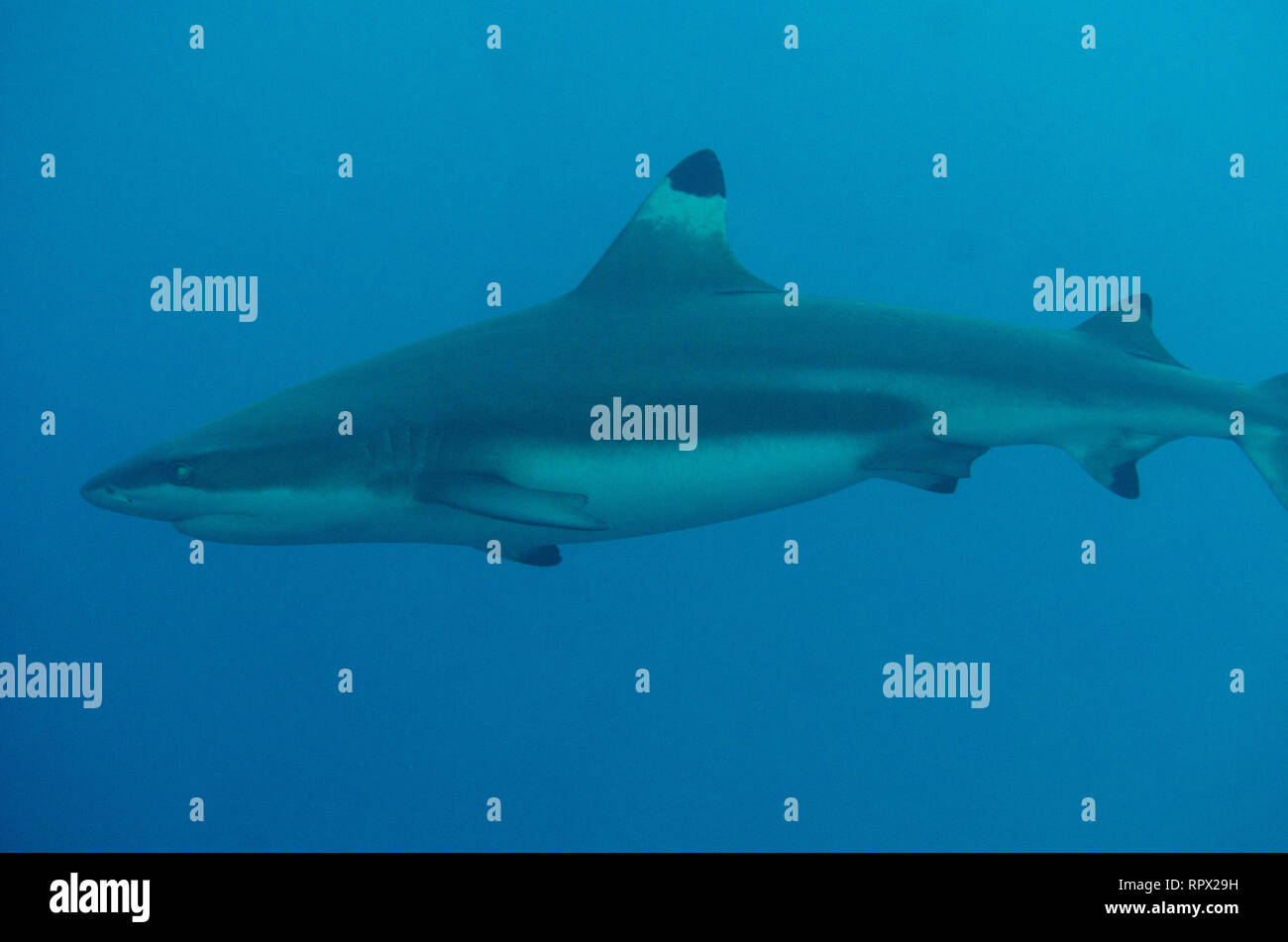 Blacktip Reef Shark, Carcharhinus melanopterus, Mansuar Point East dive ...