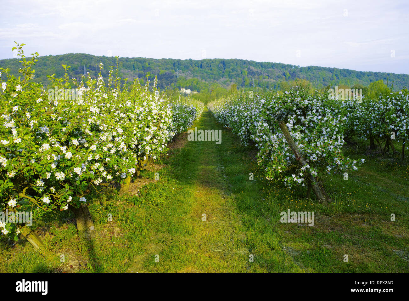 Apple Orchard Normandy France High Resolution Stock Photography and ...