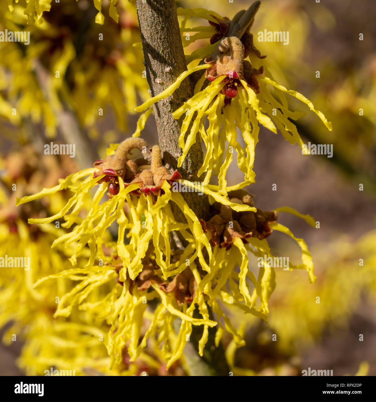 Hamamelis hybride hi-res stock photography and images - Alamy
