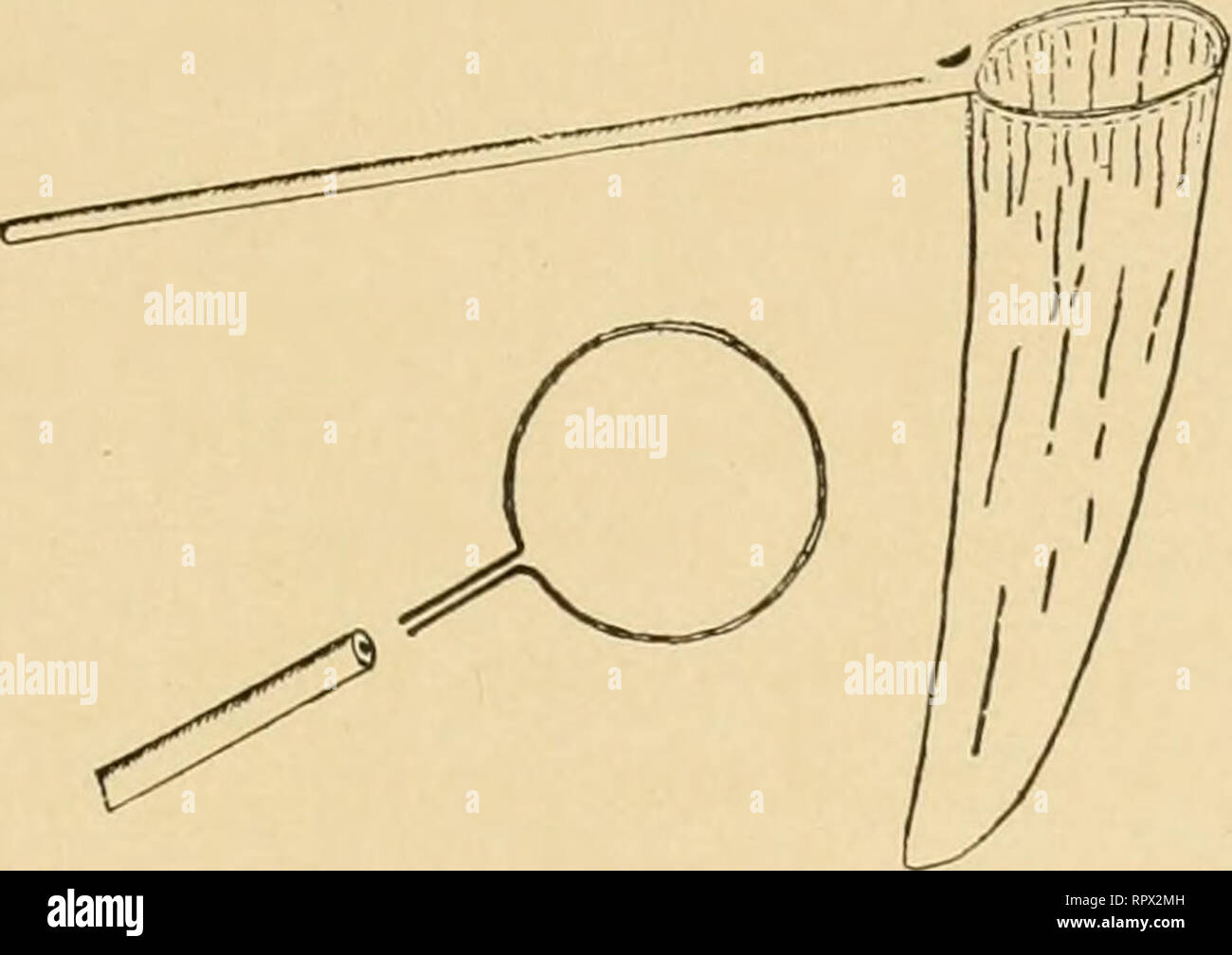 Empty pupa case hi-res stock photography and images - Alamy