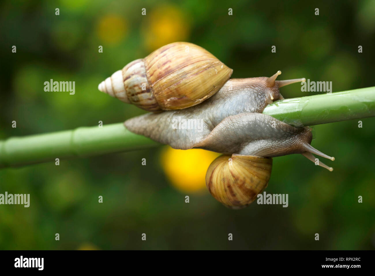 Snails on green plant hi-res stock photography and images - Alamy