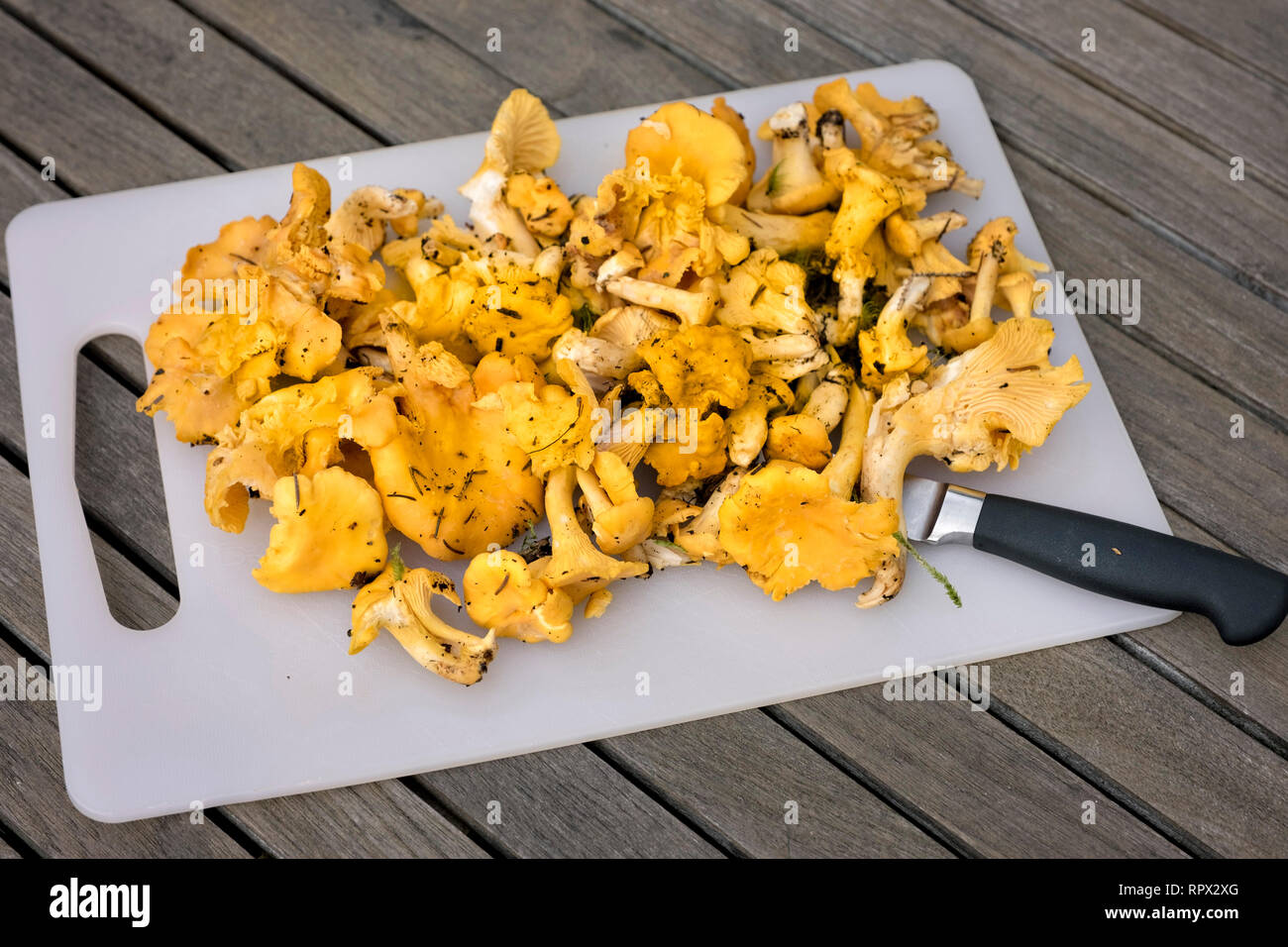 Freshly picked chanterelle mushrooms hi-res stock photography and ...