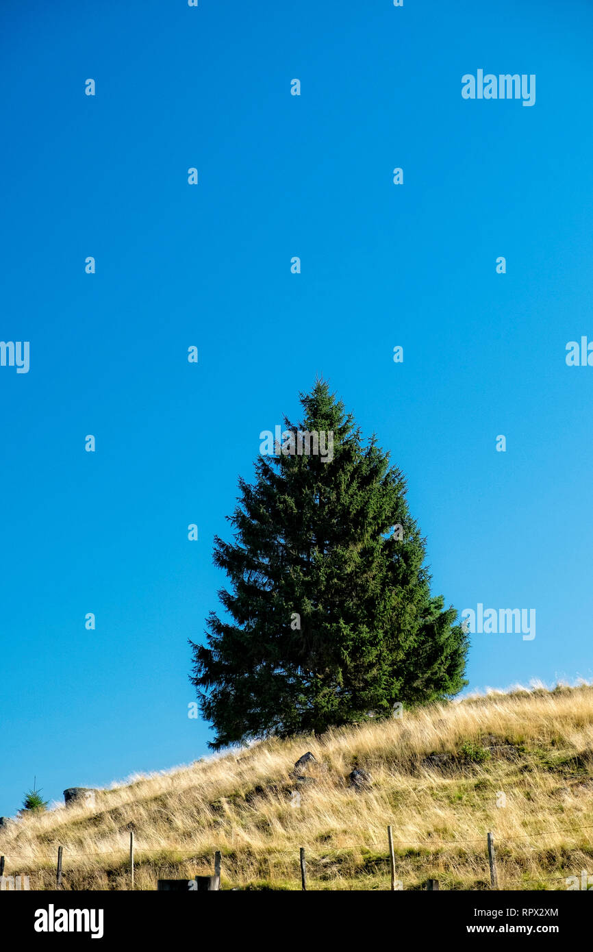 Spruce grows hi-res stock photography and images - Alamy