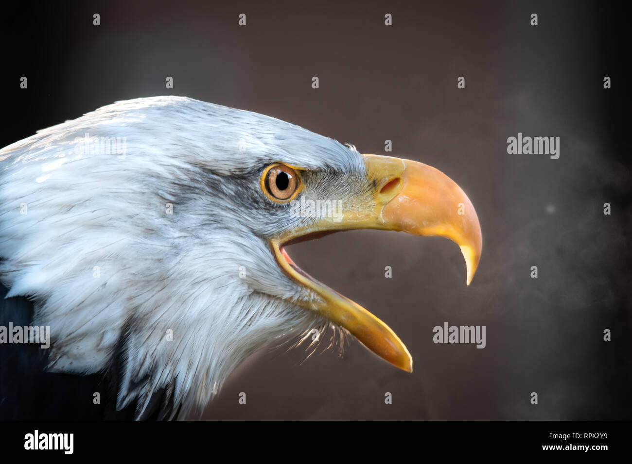 Bald eagle side view hi-res stock photography and images - Alamy
