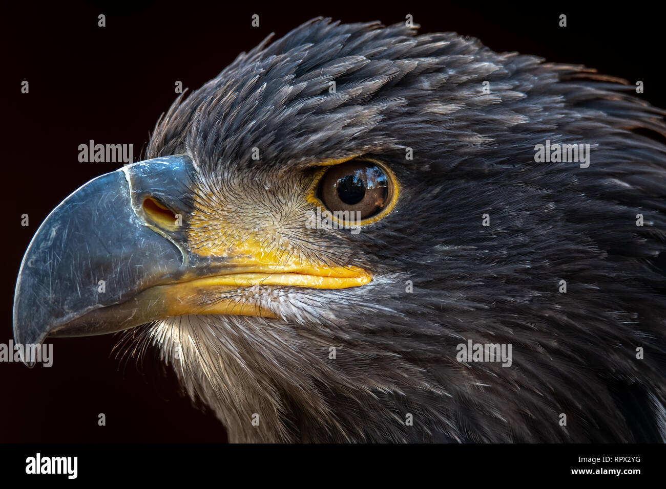 Bald eaglet hi-res stock photography and images - Alamy