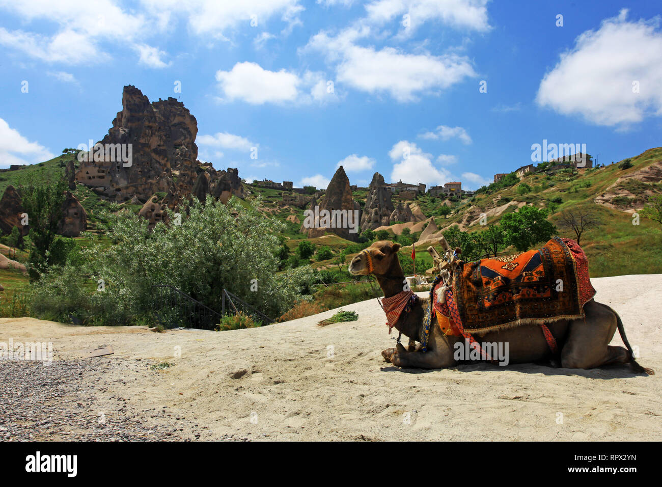 Camel sitting hi-res stock photography and images - Alamy