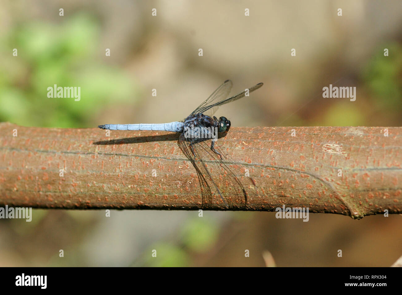 Dragonfly on a twig, Indonesia Stock Photo - Alamy