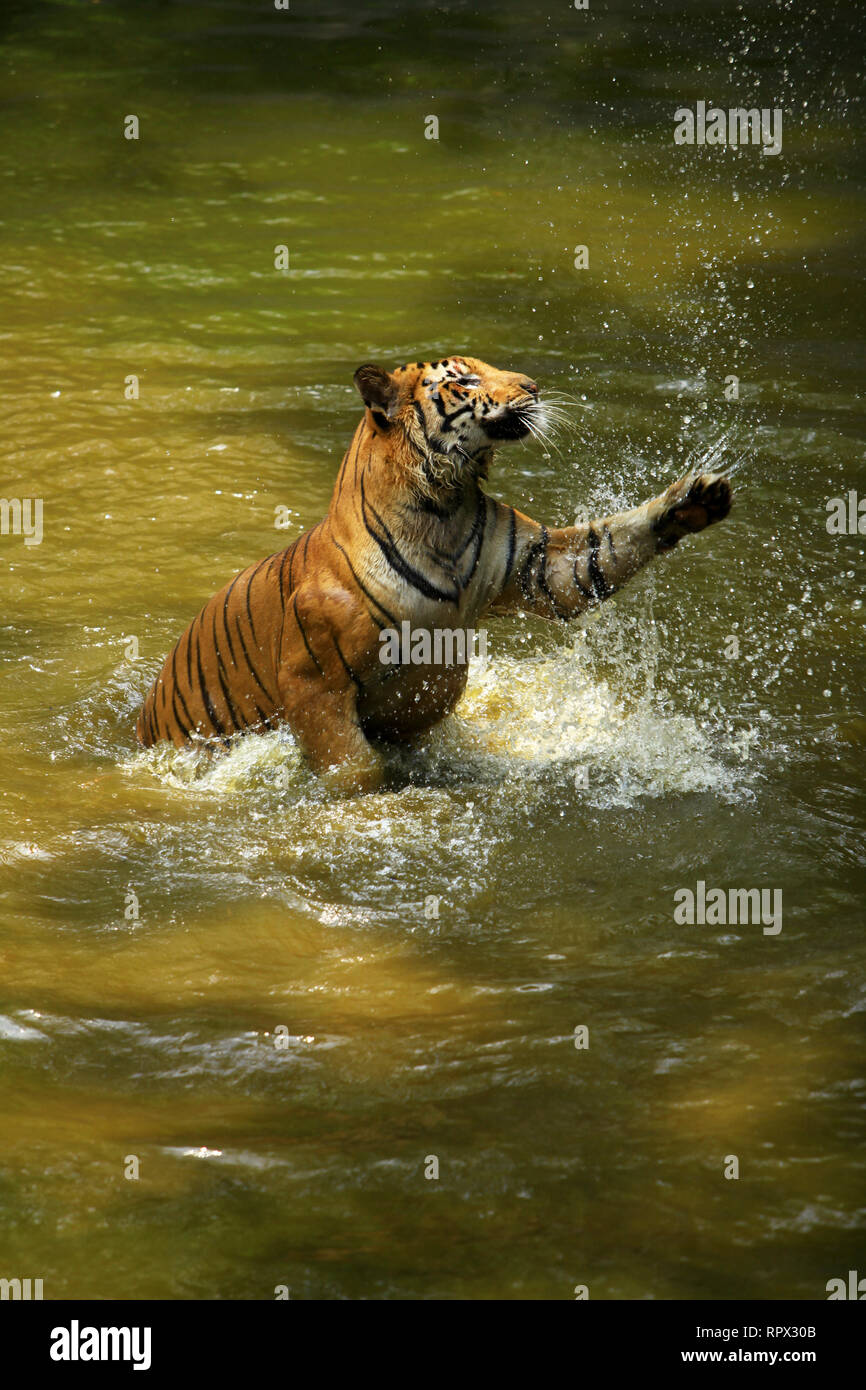 Tiger jumping in river hi-res stock photography and images - Alamy