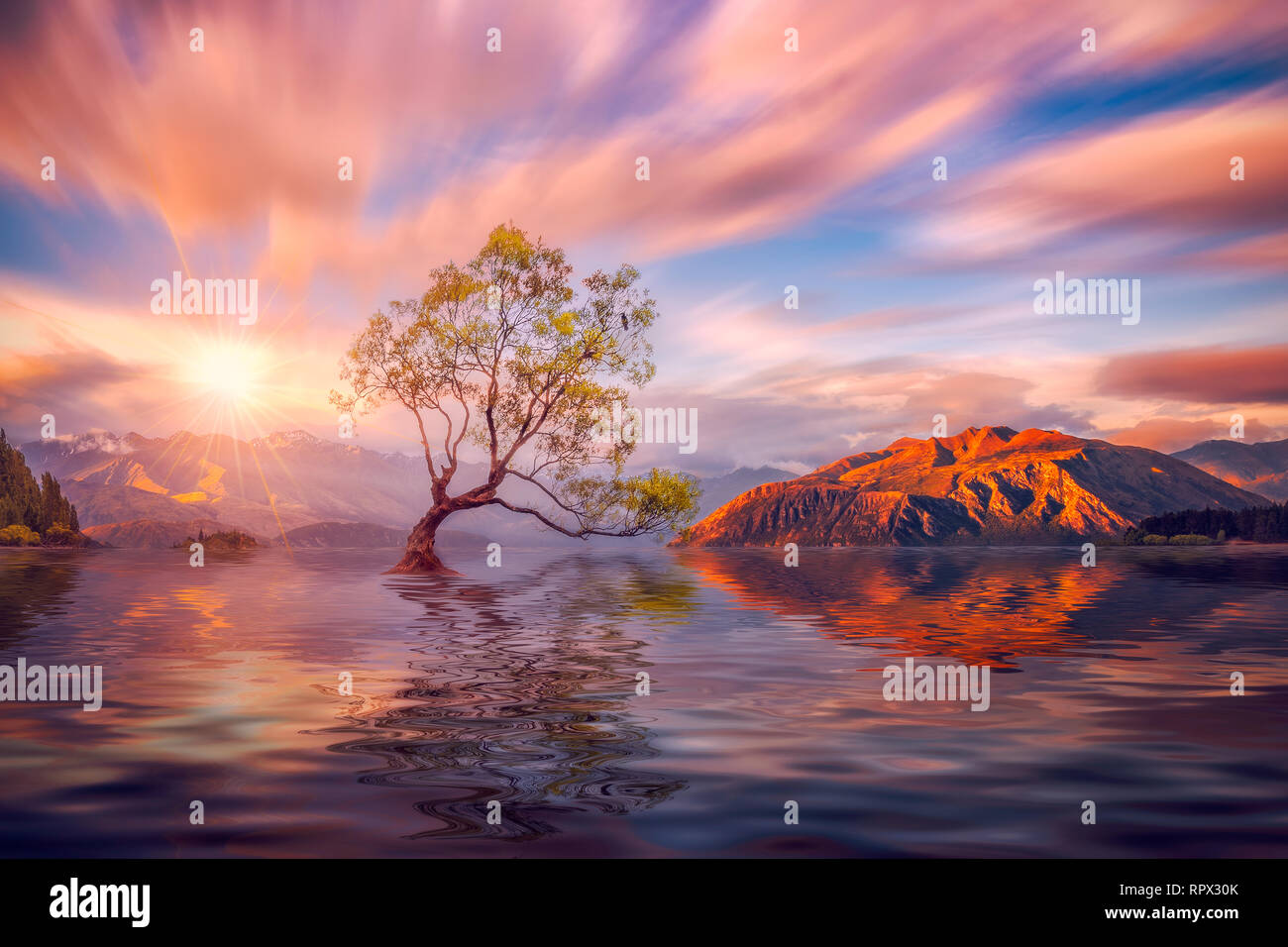 Wanaka Tree at sunset, Wanaka, New Zealand Stock Photo - Alamy