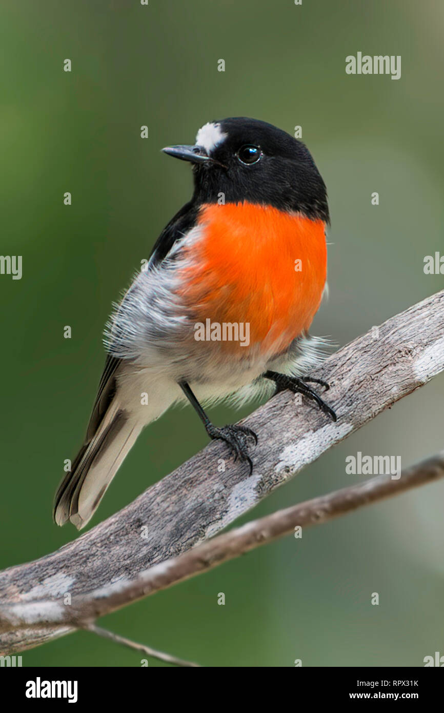 Australian robin hi-res stock photography and images - Alamy