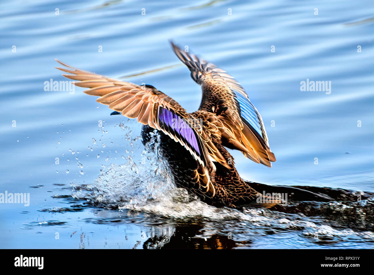 Ducks Landing On Water
