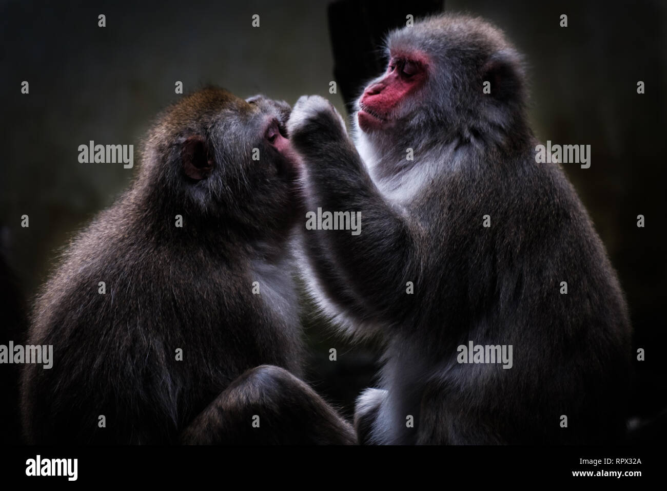 Two Japanese Macaque monkeys, Indonesia Stock Photo - Alamy