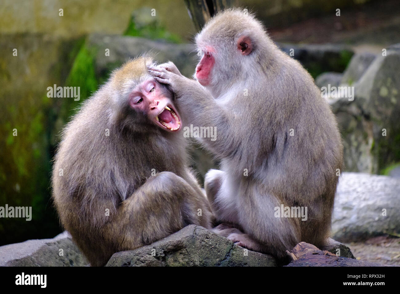 Japanese wild animals hi-res stock photography and images - Alamy