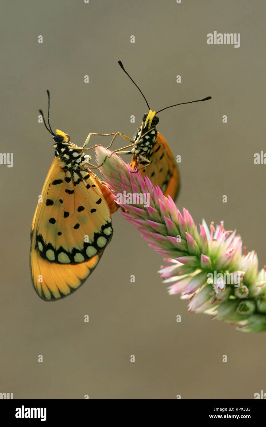 Two butterflies on a flower hi-res stock photography and images - Alamy