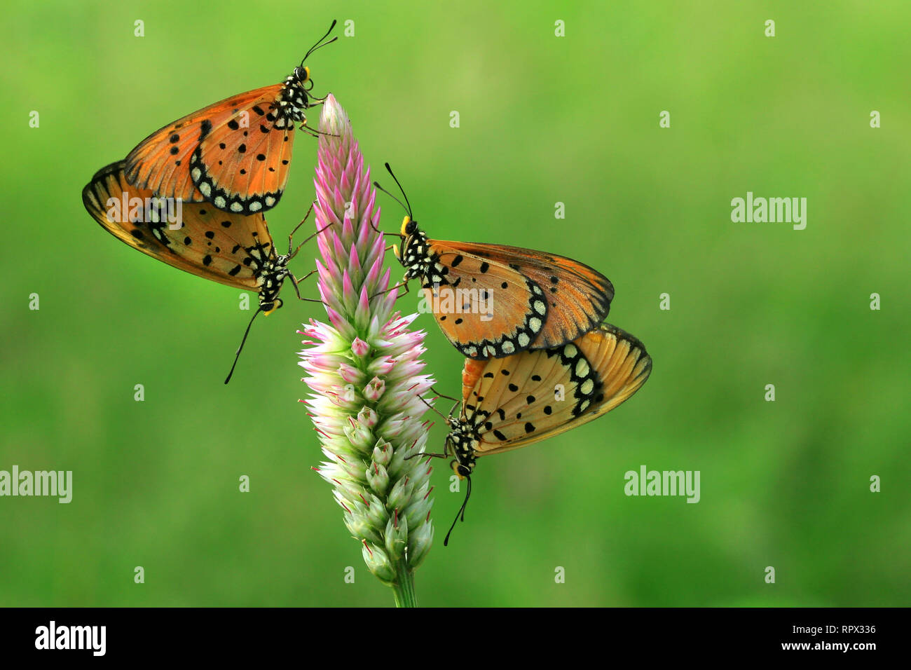 Head full of butterflies hi-res stock photography and images - Alamy