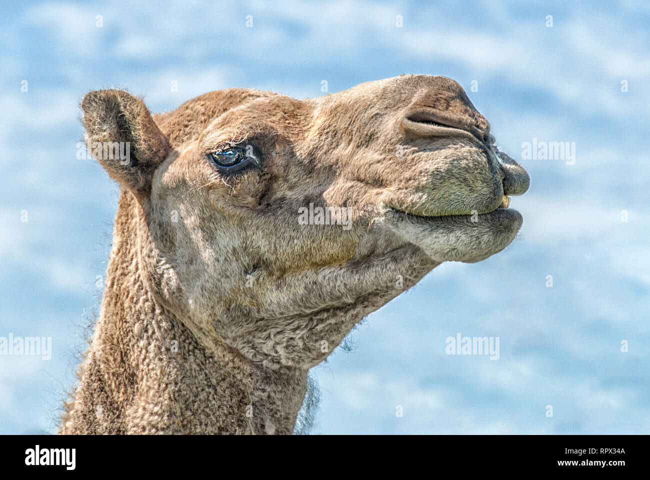 Side view of a camel hi-res stock photography and images - Alamy