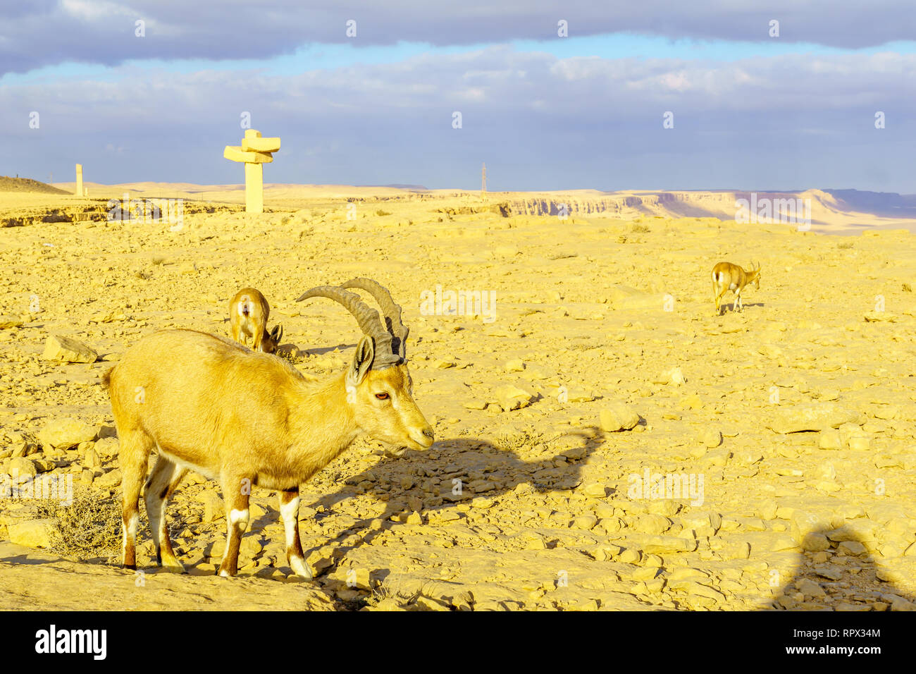 Nubian Ibex and landscape of Makhtesh (crater) Ramon, in the Negev ...