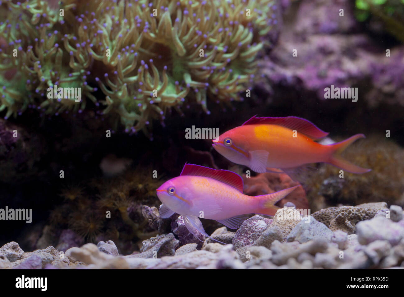 Fish close up wild hi-res stock photography and images - Alamy
