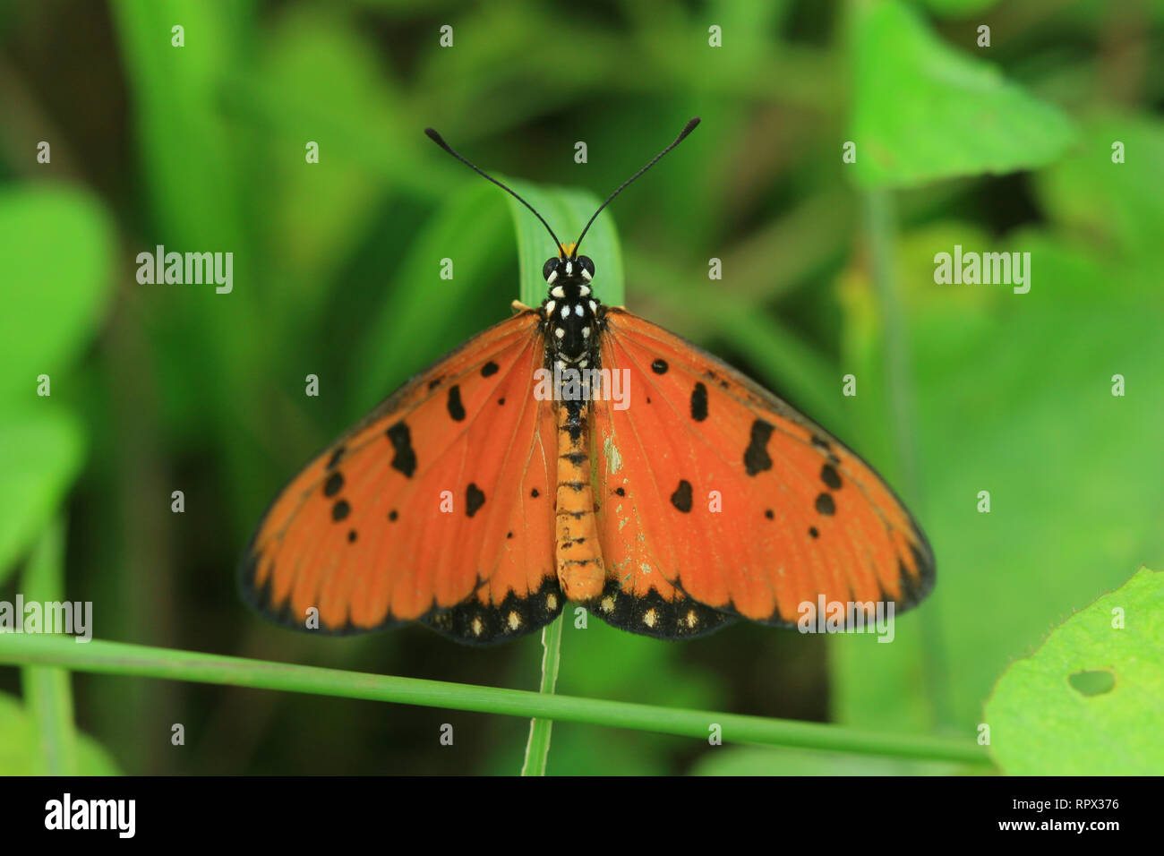 Plant canada hi-res stock photography and images - Alamy