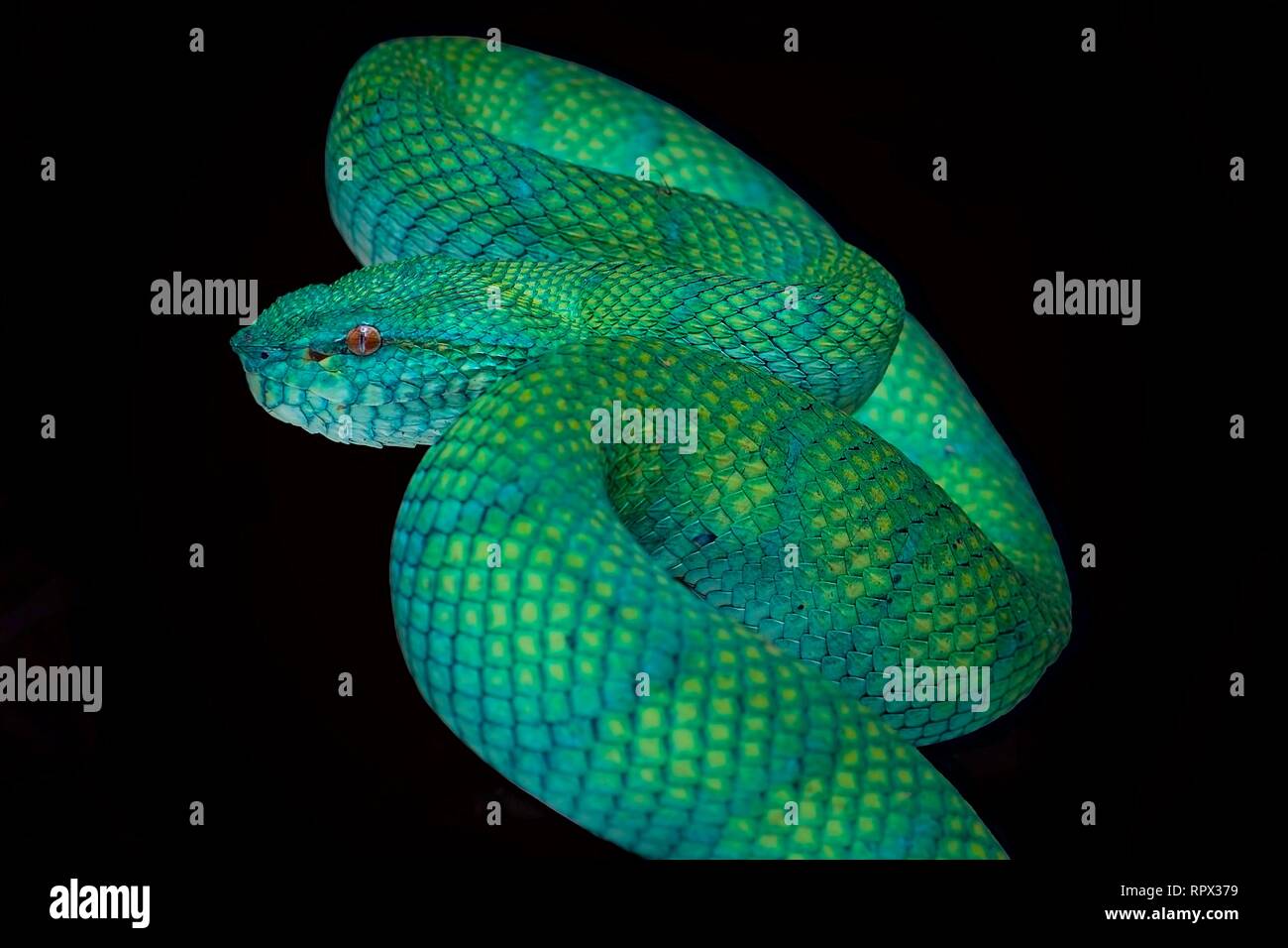 Portrait of a pit viper, Borneo, Indonesia Stock Photo - Alamy
