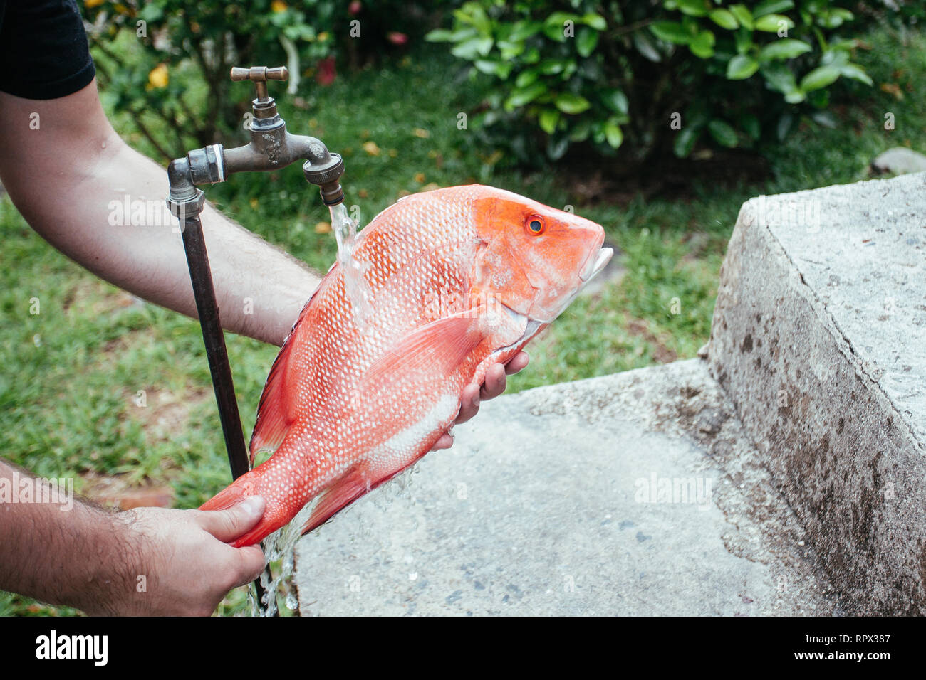 Washing fish hi-res stock photography and images - Alamy