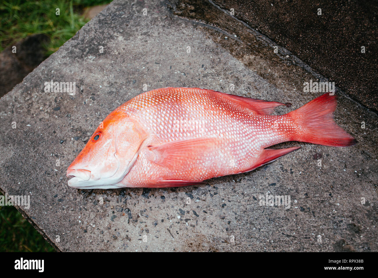 Overhead view of a red snapper fish on a garden wall, Seychelles Stock ...