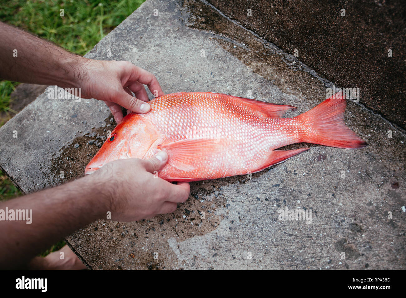 Man holding snapper hi-res stock photography and images - Alamy