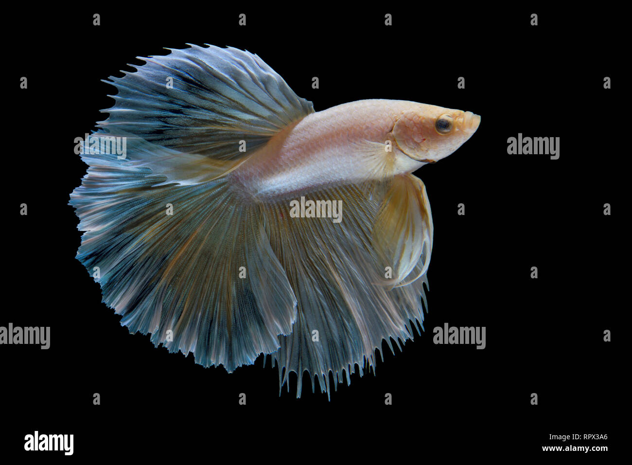 Portrait of a betta fish hi-res stock photography and images - Alamy