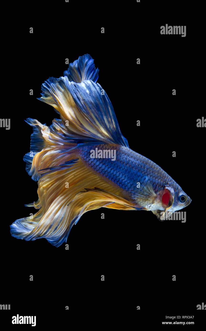 Portrait of a betta fish Stock Photo - Alamy