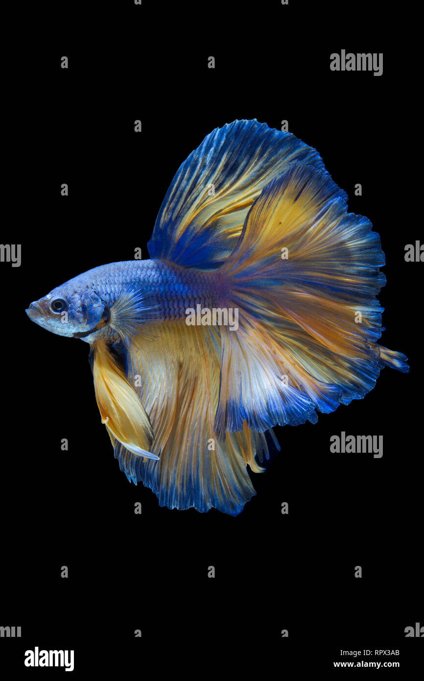 Portrait of a betta fish Stock Photo - Alamy