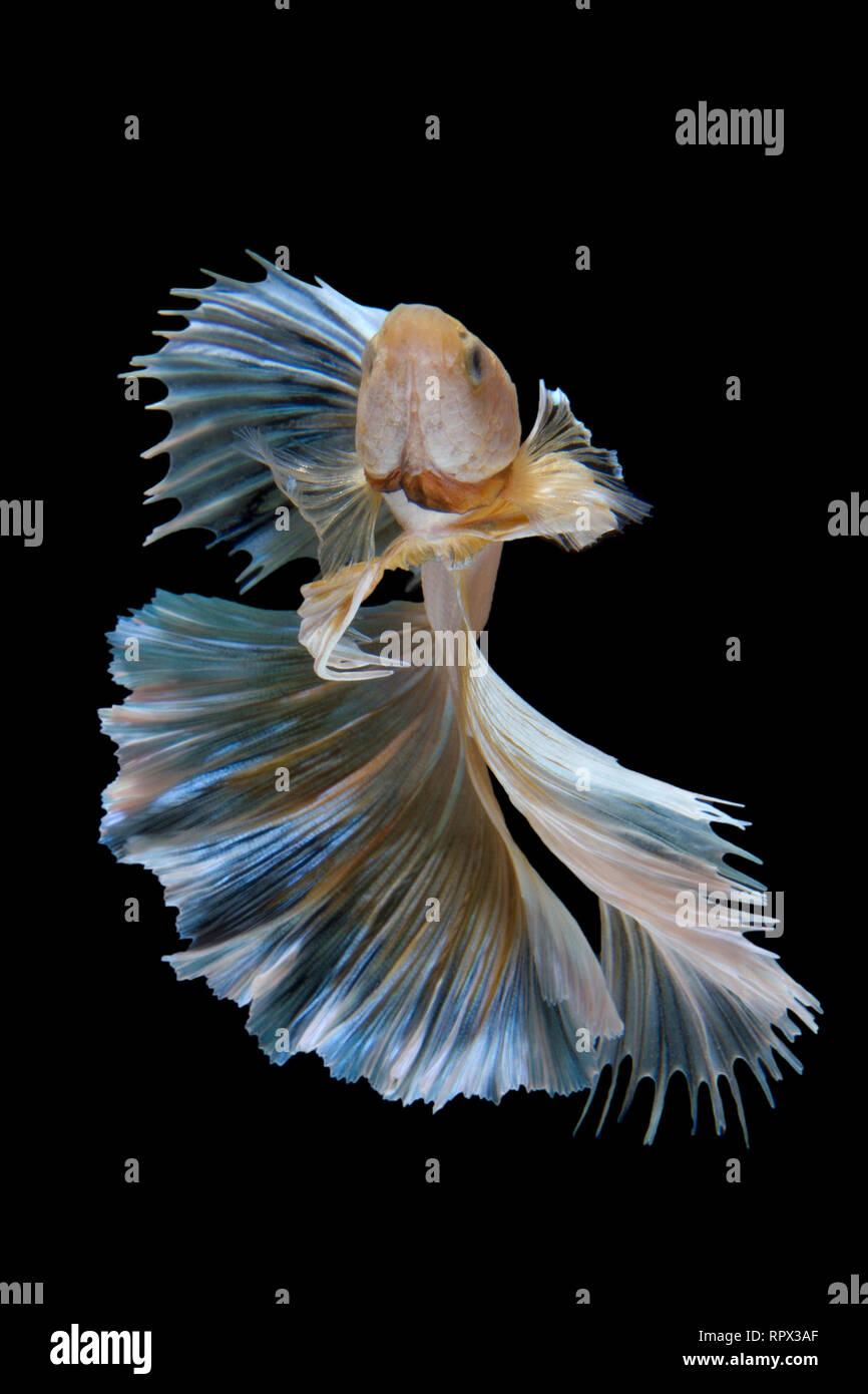 Portrait of a betta fish Stock Photo - Alamy