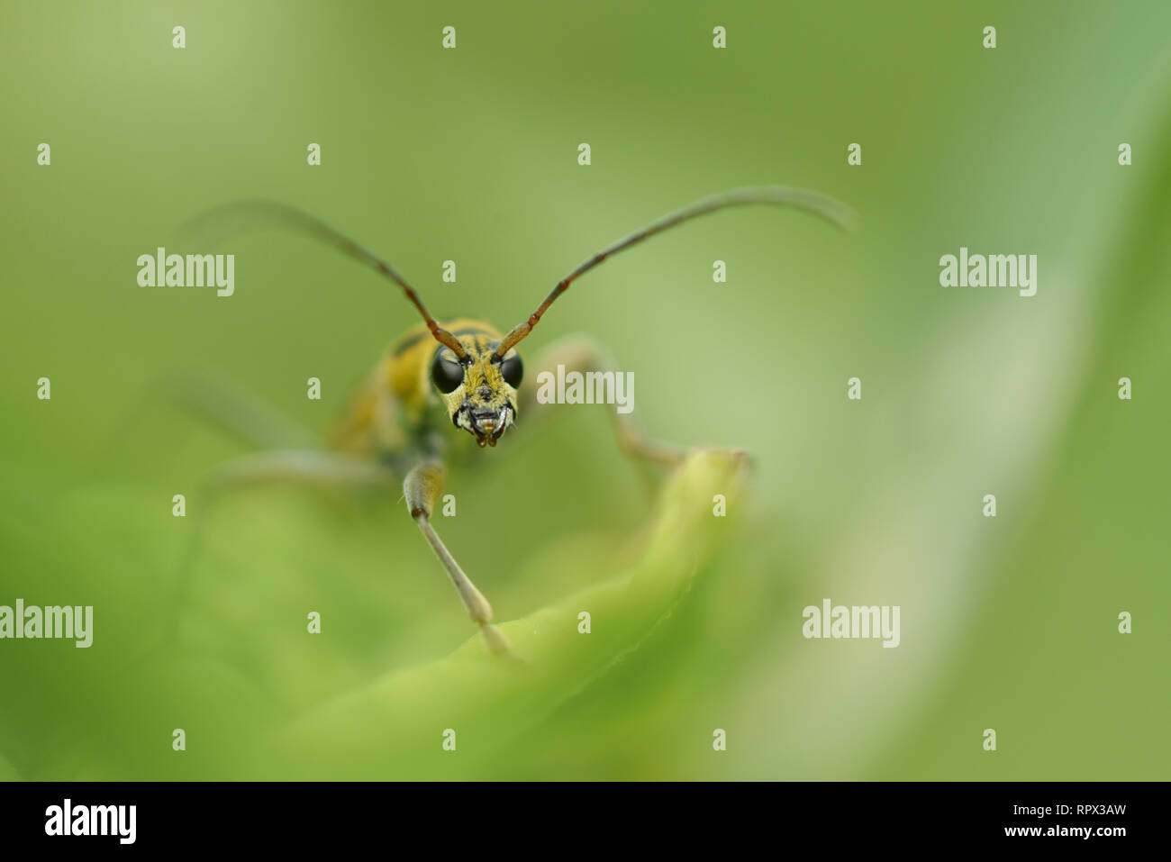 Insect on a plant, Indonesia Stock Photo - Alamy
