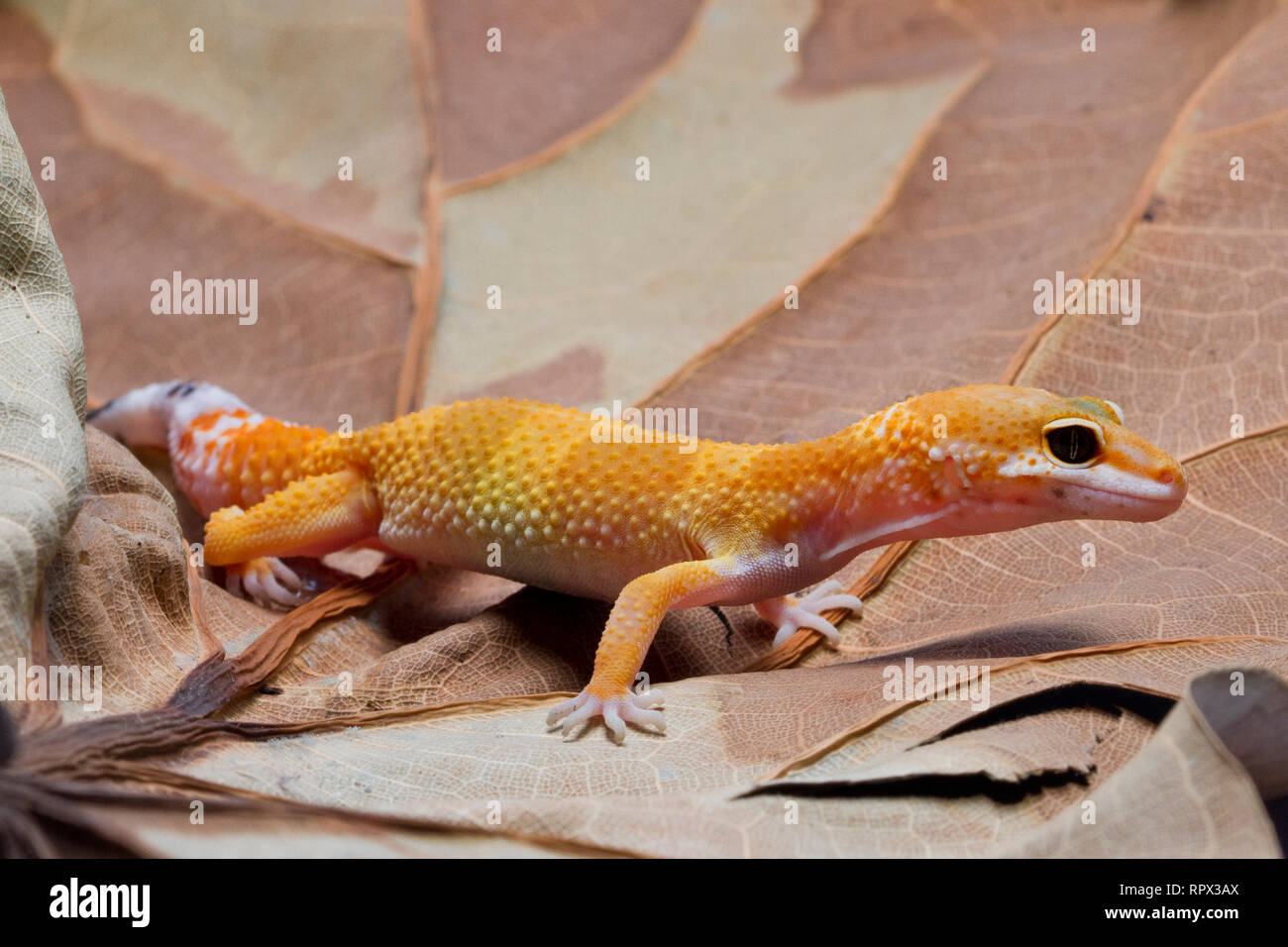 Leopard gecko on a leaf, Indonesia Stock Photo - Alamy