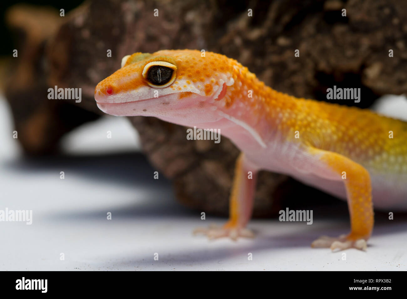 Leopard gecko head hi-res stock photography and images - Alamy