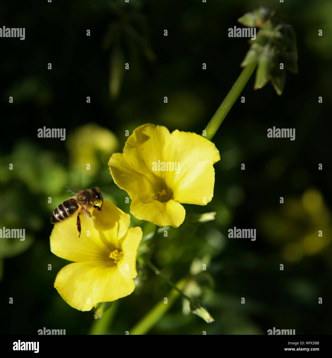 Insect malta hi-res stock photography and images - Alamy