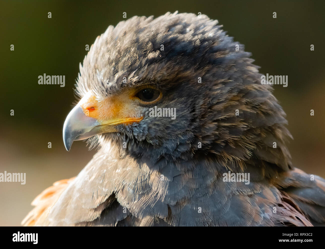 Raptor portrait hi-res stock photography and images - Alamy
