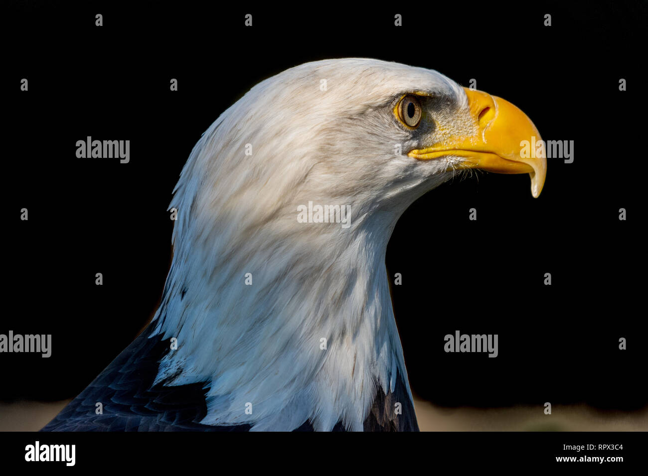 Portrait of a Bald Eagle, British Columbia, Canada Stock Photo - Alamy