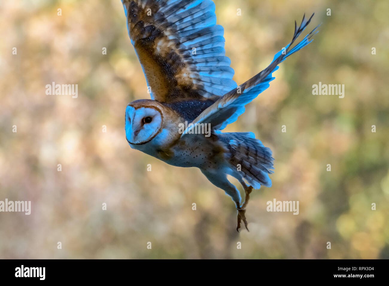 Barn owl in flight, British Columbia, Canada Stock Photo - Alamy